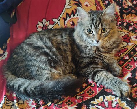 Our Kitty Named Cashew R Aww