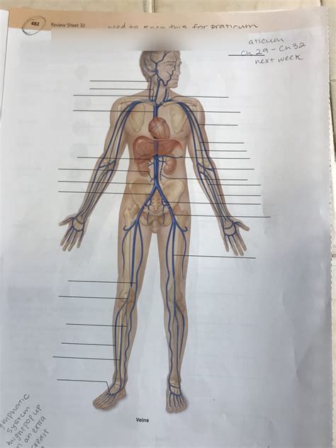 Anatomy 2 Diagram Quizlet