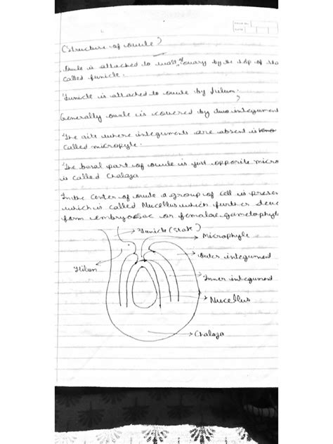 Structure Of Ovule 20240604 1322 Pdf