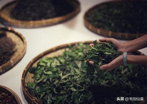 晒青，普洱茶的灵魂工艺！ 每日头条