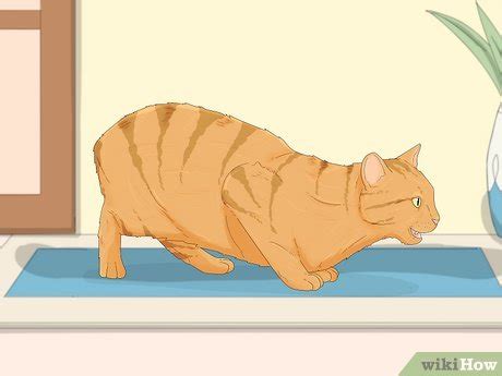 How To Tell If A Cat Is Pregnant Signs To Watch For