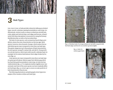 Types Of Trees In The Northeast Us At Jeremy Burris Blog