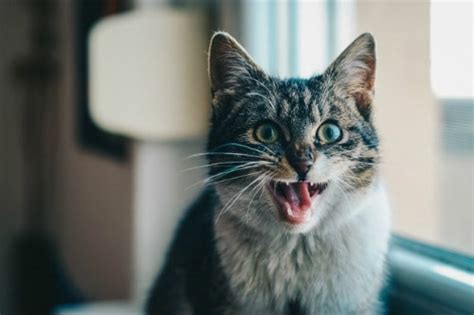Ferocious Felines Why Do Cats Growl Reasons Cat Checkup