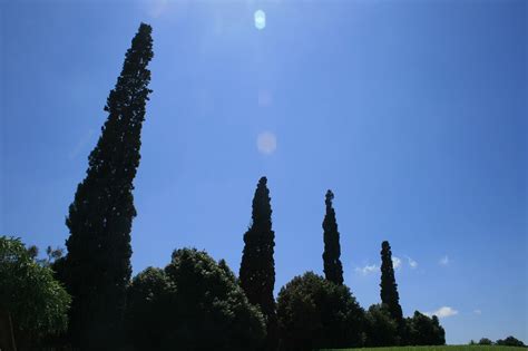 Cypress Treestreescypresstallslender Free Image From