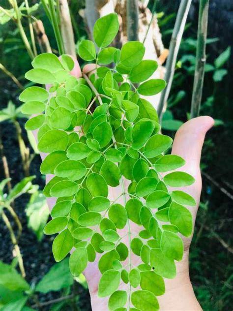 Moringa Malunggay Leaves 100 Grams Lazada Ph