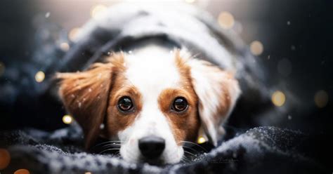 სხვადასხვა ჯიშის ძაღლები სურათები ტაბულა