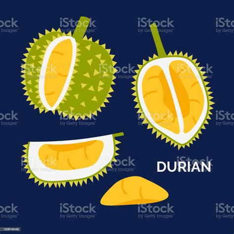 Set Buah Durian Vektor Tangan Digambar Ilustrasi Buahbuahan Eksotis Benda Vegetarian Tropis Yang