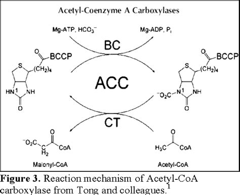 Acetyl Coa Structure