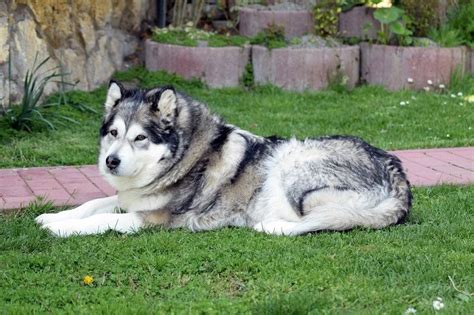Alusky Alaskan Malamute And Siberian Husky Mix Info Pictures Facts