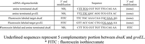 List Of Oligonucleotide Sequences And Modifications Download Table
