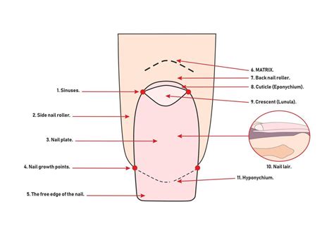 The Names Of The Parts Of The Nail Manicure Education 17642200