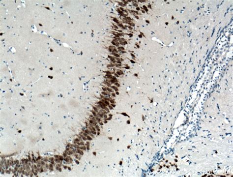 Neun Antibody 26975 1 Ap Proteintech