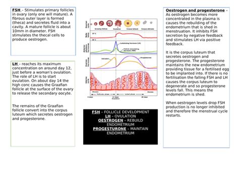 Wjec A2 Sexual Reproduction In Humans Teaching Resources