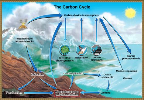 Biology 2e Ecology Ecosystems Biogeochemical Cycles Opened Cuny
