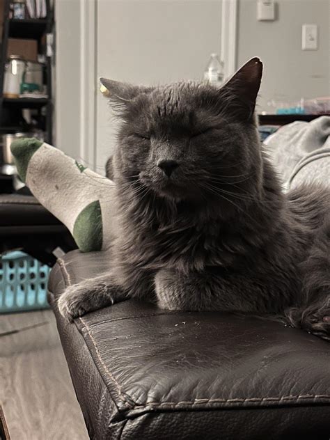 Just Enjoyed Some Valerian Root Catnip R Nebelung