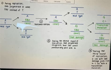 Cycle Genetics Inheritance Flashcards Quizlet