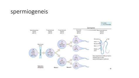 Developing Human Ppt Pptx Pregnancy Reproductive Health