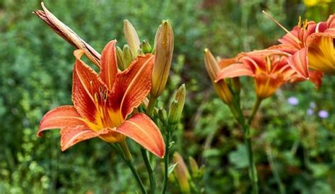 Menakjubkan 30 Bunga Lili Api Gambar Bunga Indah