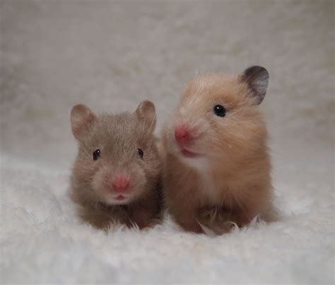 Сирийский хомяк мальчик 73 фото