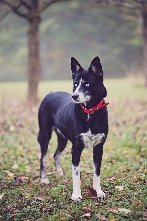 Husky Border Collie Mix At Nelson Shields Blog