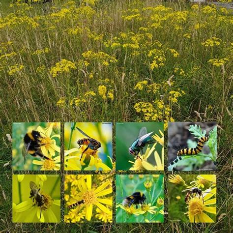 Ragwort Is So Misunderstood Our Gardens Matter