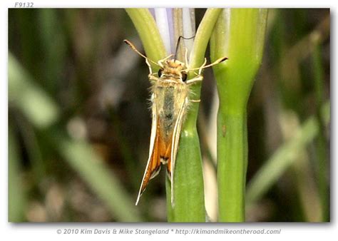 Pseudocopaeodes Eunus Flavus Alkali Skipper