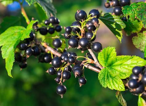 How To Grow Black Currant Pruning Fertilizing Planting And More