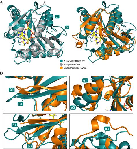 The Kinetoplastid Kinetochore Protein Kkt23 Acetyltransferase Is A