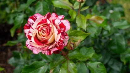 13 Showstopping Striped Roses For Your Summer Garden