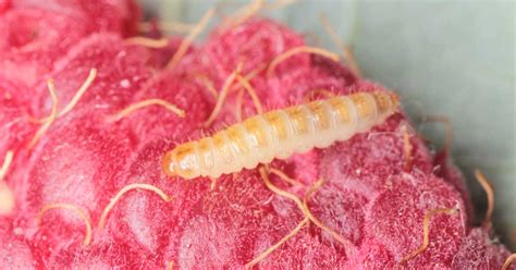 12 Common Raspberry Pests That Can Ruin Your Season