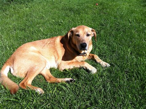 Doggrassanimalpetpuppy Free Image From