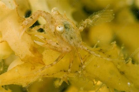 Sargassum Under Microscope