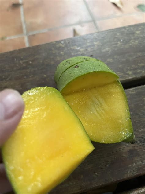 Mango Tree Type Identification Rplantidentification