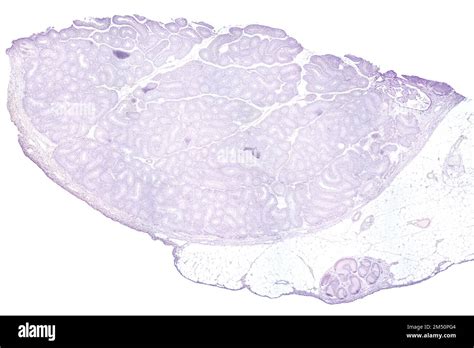 Testis Transverse Section 20x Light Micrograph Testicle The Male