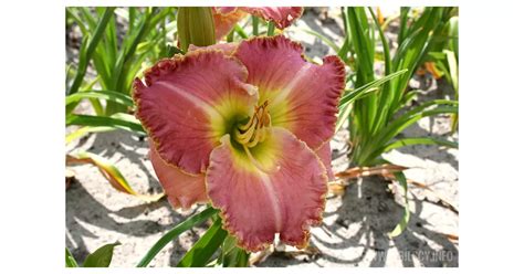 Liliowiec Singular Sensation Hemerocallis Hybrida
