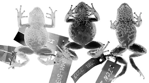 Colostethus Mertensi