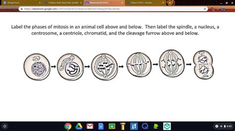 Biology Diagram Quizlet