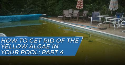 Pool Sand Filter Not Filtering Algae At Beverly Calvo Blog