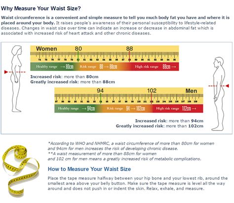 Waist Circumference Body Mass Index And Waist Size Help Evaluate