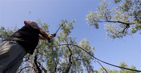 가지 절단 거친 경치 계절별 작업 공장 관리 근로자 나무 관리 나무 유지 나뭇잎 남자 남자 근로자 녹지 농업 농업 작업 농촌 풍경 도구 사용