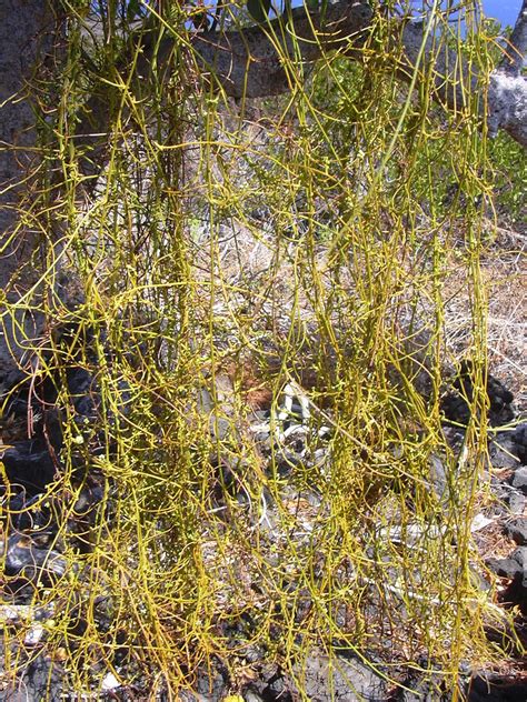 Cassytha Filiformis