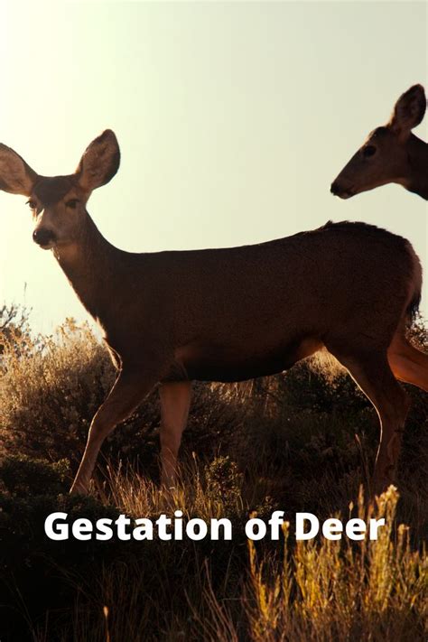 7 Signs Deer Gestation Period Artofit