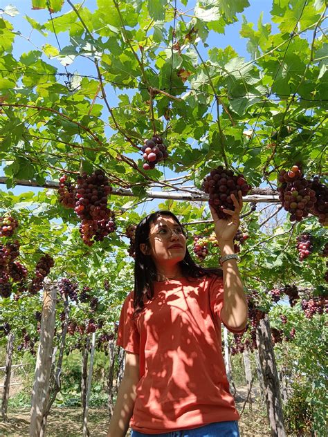 Than Thant Zin စပျစ်သီးရောင်းဝယ်ရေးနှင့် စိုက်ပျိုးရေး