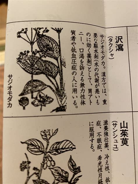 オモダカこのサジオモダカってオモダカさんのオモダカかな こないだ観光行ったとこの瀧上の漫画