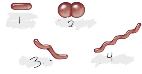 Lab Simple Stain Flashcards Quizlet