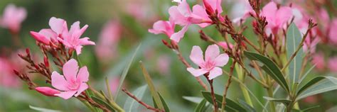 Oleander Schneiden So Klappt Der Rückschnitt