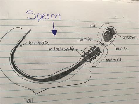 Sperm Cell Anatomy Human Sperm Cell Anatomy Structure Spermatozoon