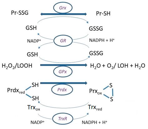 Glutathione Related Enzymes And Proteins A Review