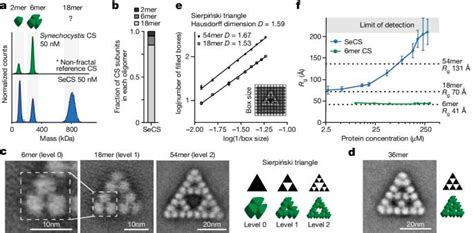 Nanoimaging Services On Linkedin Emergence Of Fractal Geometries In The Evolution Of A