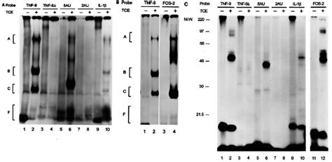 Engagement Of The Crna Probes With Proteins In Murine Macrophage Download Scientific Diagram